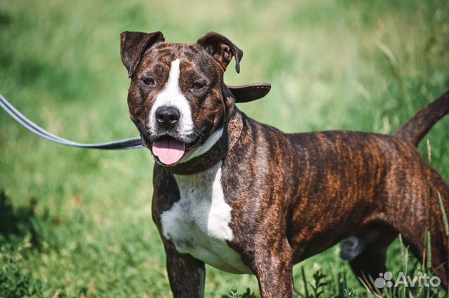 Коди в добрые руки