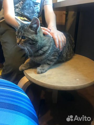 Котенок кошечка полосатая бесплатно