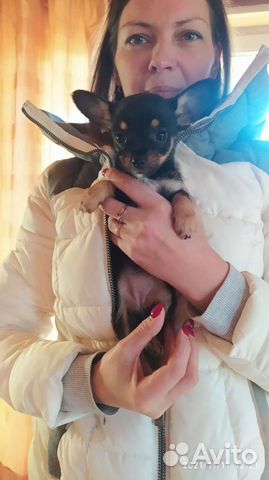 Щенок чихорик