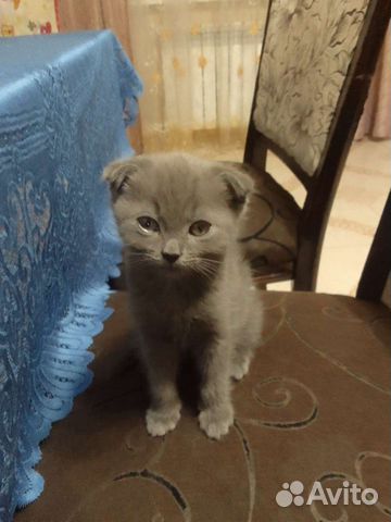 Мама британка, отец дворняжка