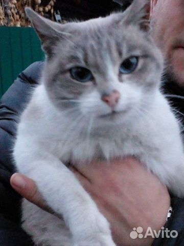 Кошки в добрые руки бесплатно