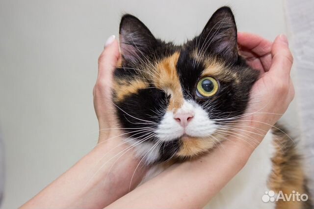 Корица верит в чудо