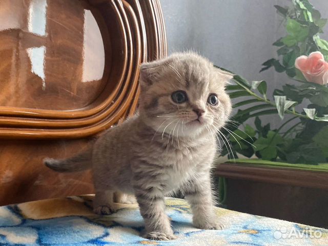 Шотландское чюдо