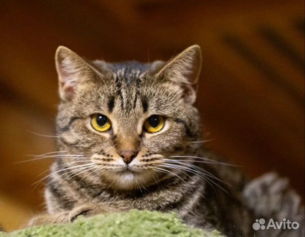 Полосатая шпротинка Зося ждёт семью. Лесной приют