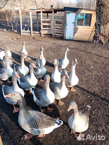 Гуси и индюки