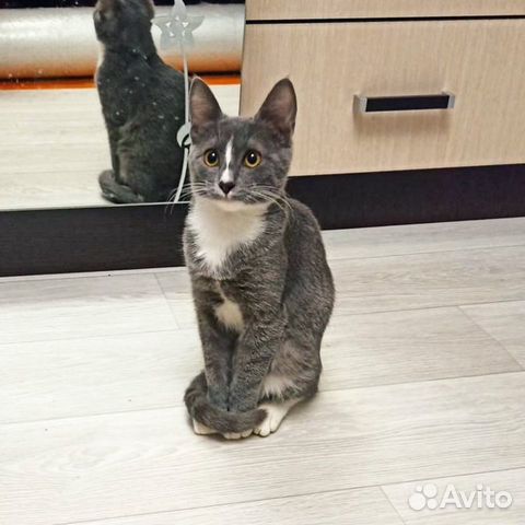 Котенок Милош в добрые руки