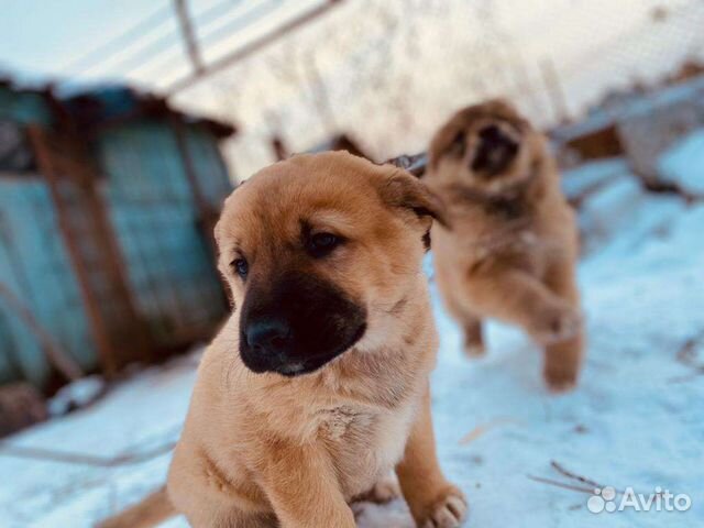 Щенки в добрые руки