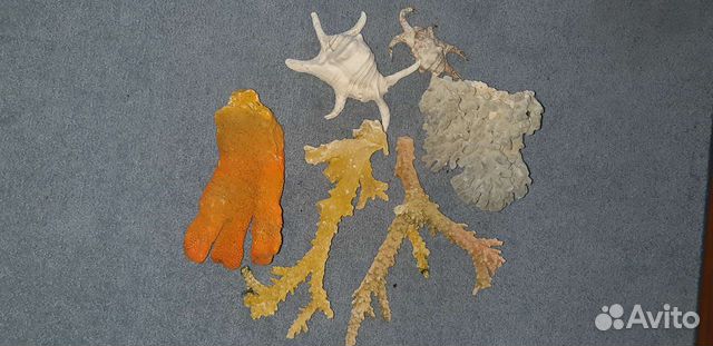 Кораллы,ракушки