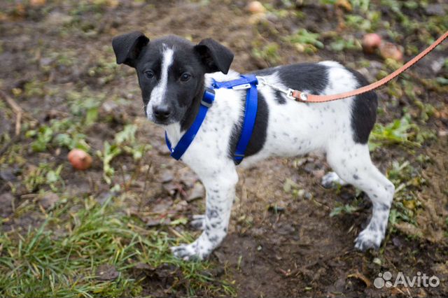 Щенок ищет дом
