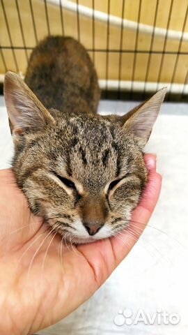 Нюша- осталось два дня