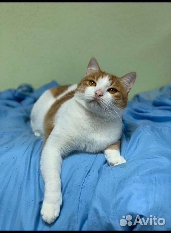 Котик Гоша ищет хозяина