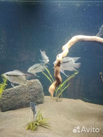 Рыба цихлида Мезонаута фестиум