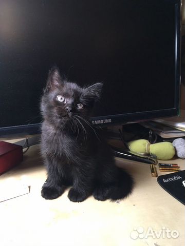 Котёнок (девочка)