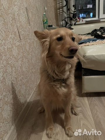 Ретривер помесь