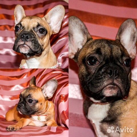 Французские леди