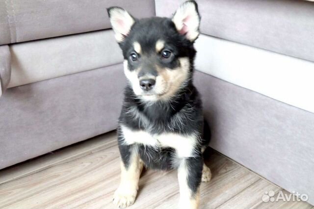 Купер ищет дом