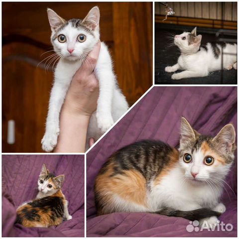 Волшебный котенок