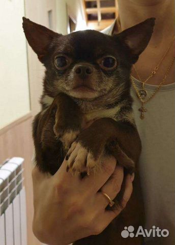 Чихуахуа мальчишка шоколадный