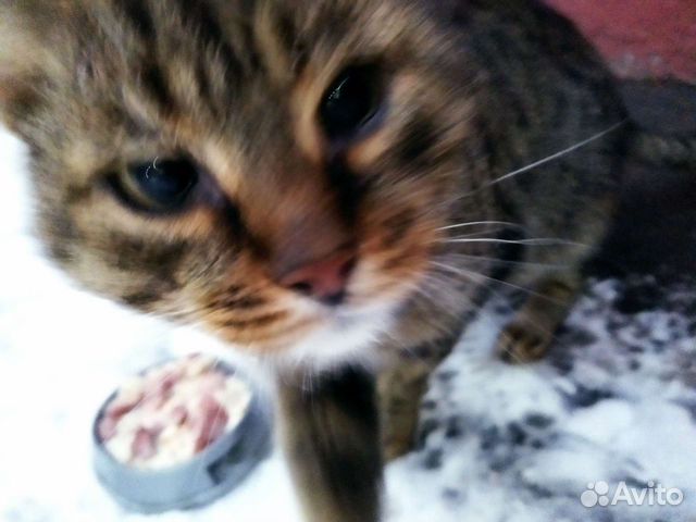 Кот в хорошие руки