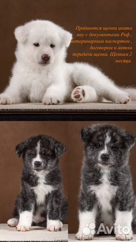 Продаю : Щенки Акита ину