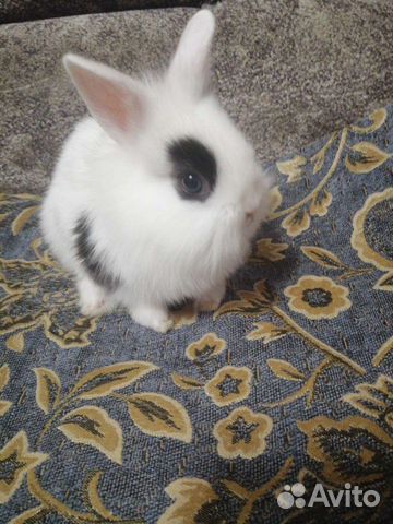 Карликовый кролик