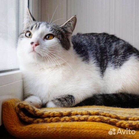 Котик Тихон в поисках семьи