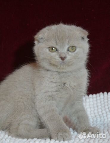 Милашка лиловая. Вислоушка