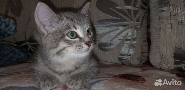 Котик 3.5 мес