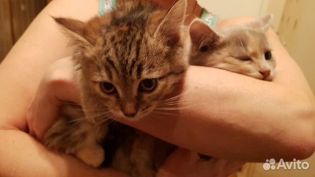 Котята 2шт