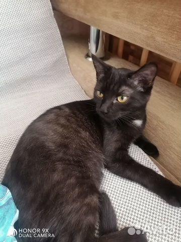Кошка котенок черная подросток