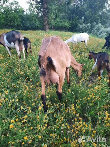 Коза 50лаианча50нубийская
