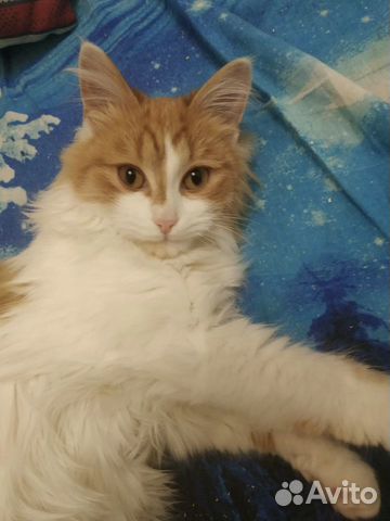 Сибирский рыжий котёнок 4 мес