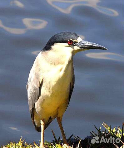 Кваква обыкновенная