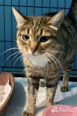 Котёнок тигровый с белой грудкой девочка