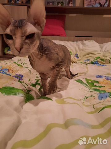 Донской сфинкс вязка