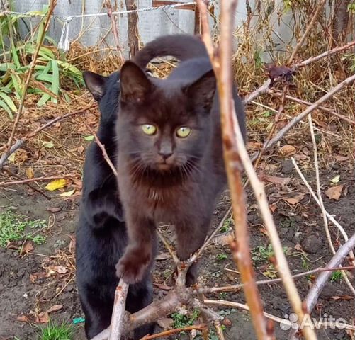Кошка в дар