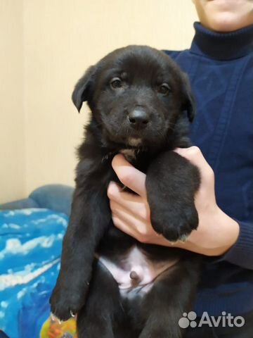 Щенок мальчик в добрые руки