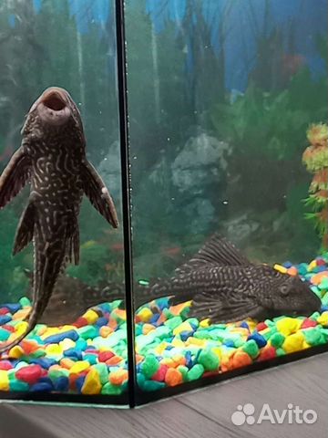 Сомы прилипалы, и золотая рыбка