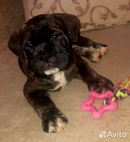 Щенки бесплатно