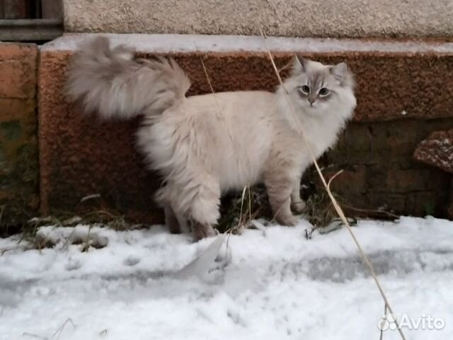 Кот для вязки. Невский маскарадный