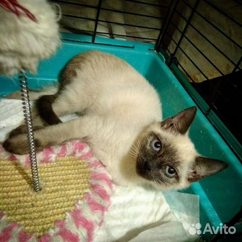 Тайский котенок малыш