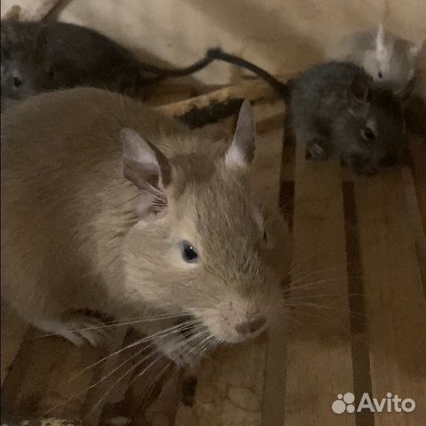 Белка дегу мальчик год