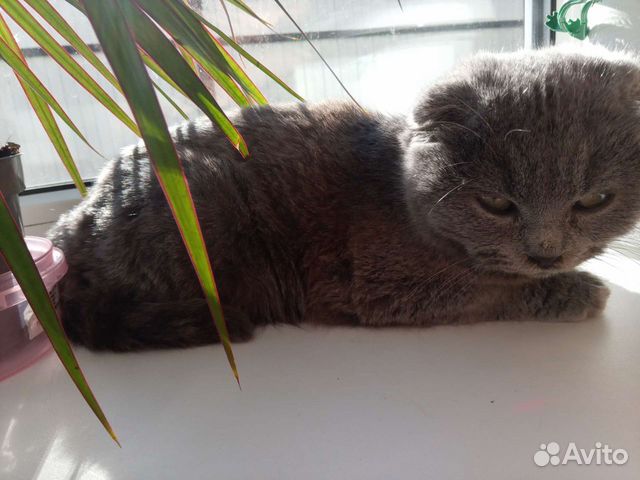 Британский котенок