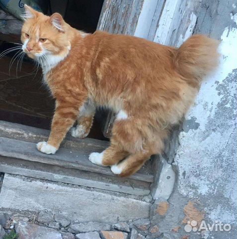 Кот Маркиз породы Курильский бобтейл в добрые руки