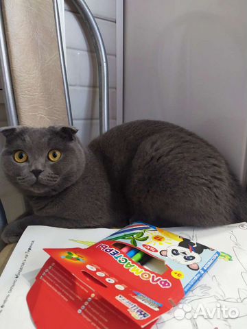 Шотландские вислоухие коты