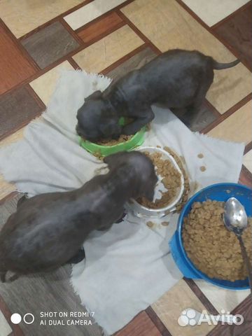Продается щенок Кане-корса,мальчик.сам кушает