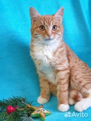 Рыжий тигренок Апельсин