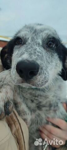 Достойный щенок