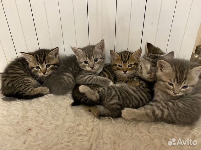Метисы египетской мау
