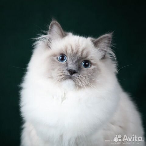 Девочка рэгдолл в разведение